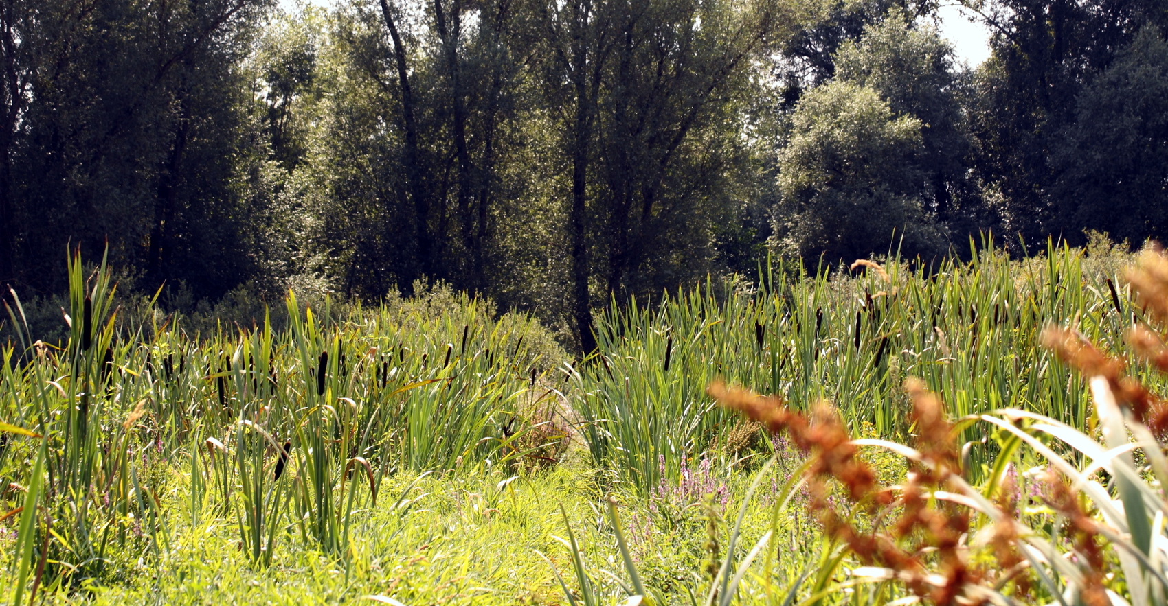 Le marais de la Cussignière : balade à Musson | Natagora