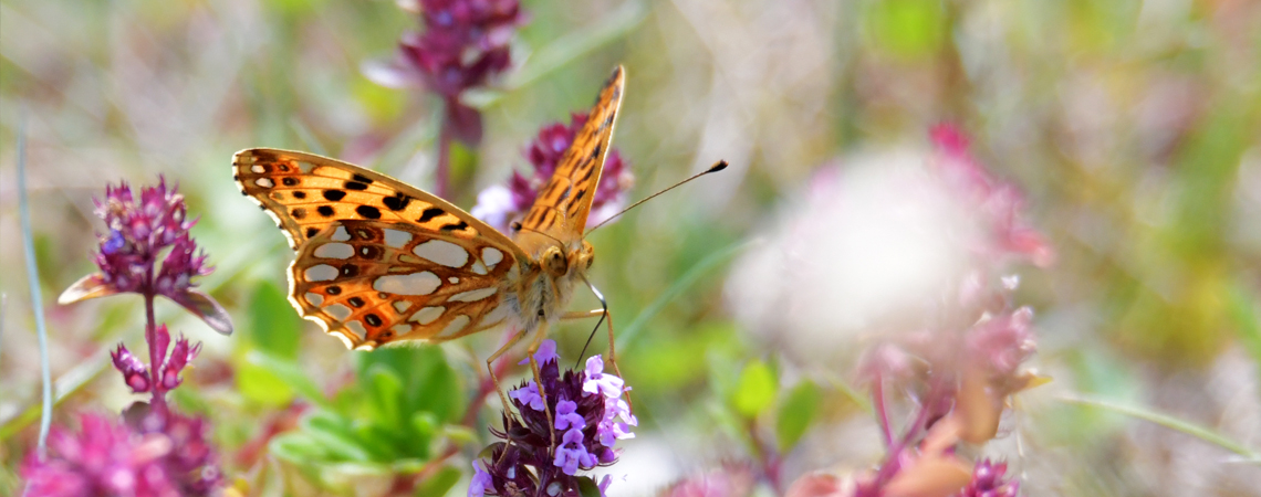 Recensement des papillons : clap de fin | Natagora