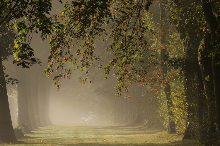 Les arbres au fil des saisons : l'automne | Natagora