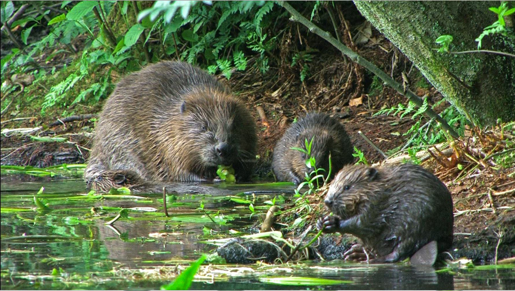 « Le Castor, un animal à la fois fascinant et décrié » | Natagora