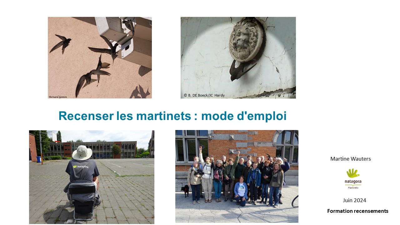 Recenser les martinets : mode d'emploi (webinaire) | Natagora