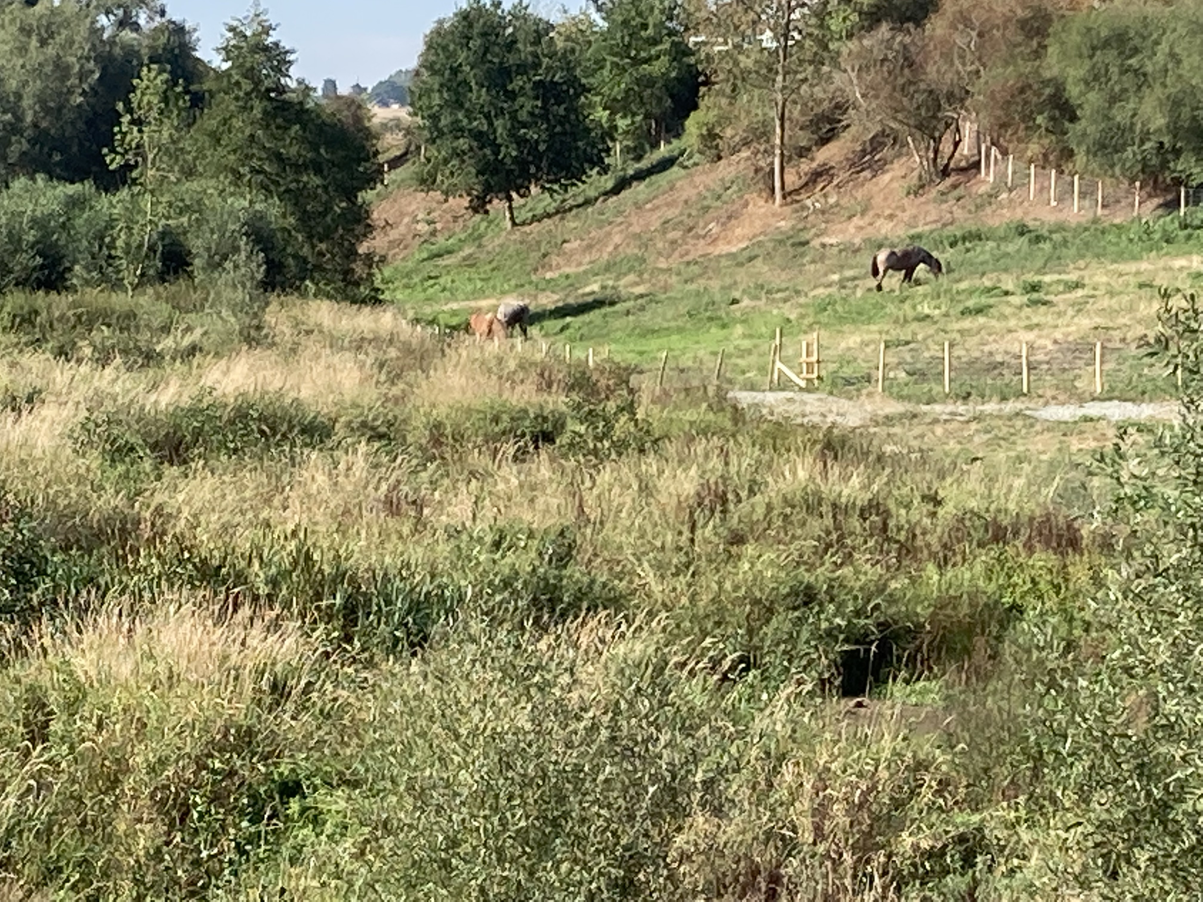 Gestion de la réserve naturelle du Val de Coeurcq | Natagora