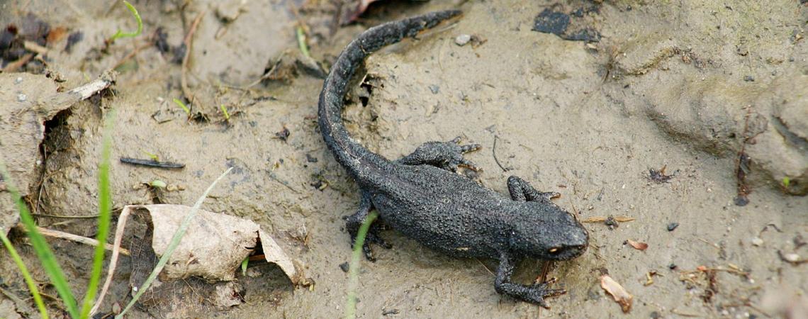 Le triton crêté | Natagora