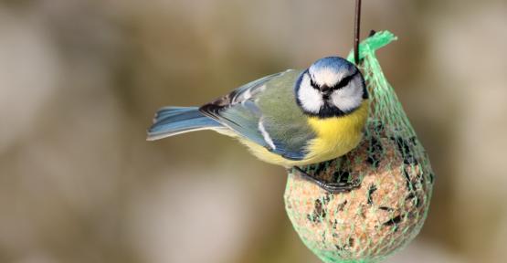 Les oiseaux de vos jardins | Natagora