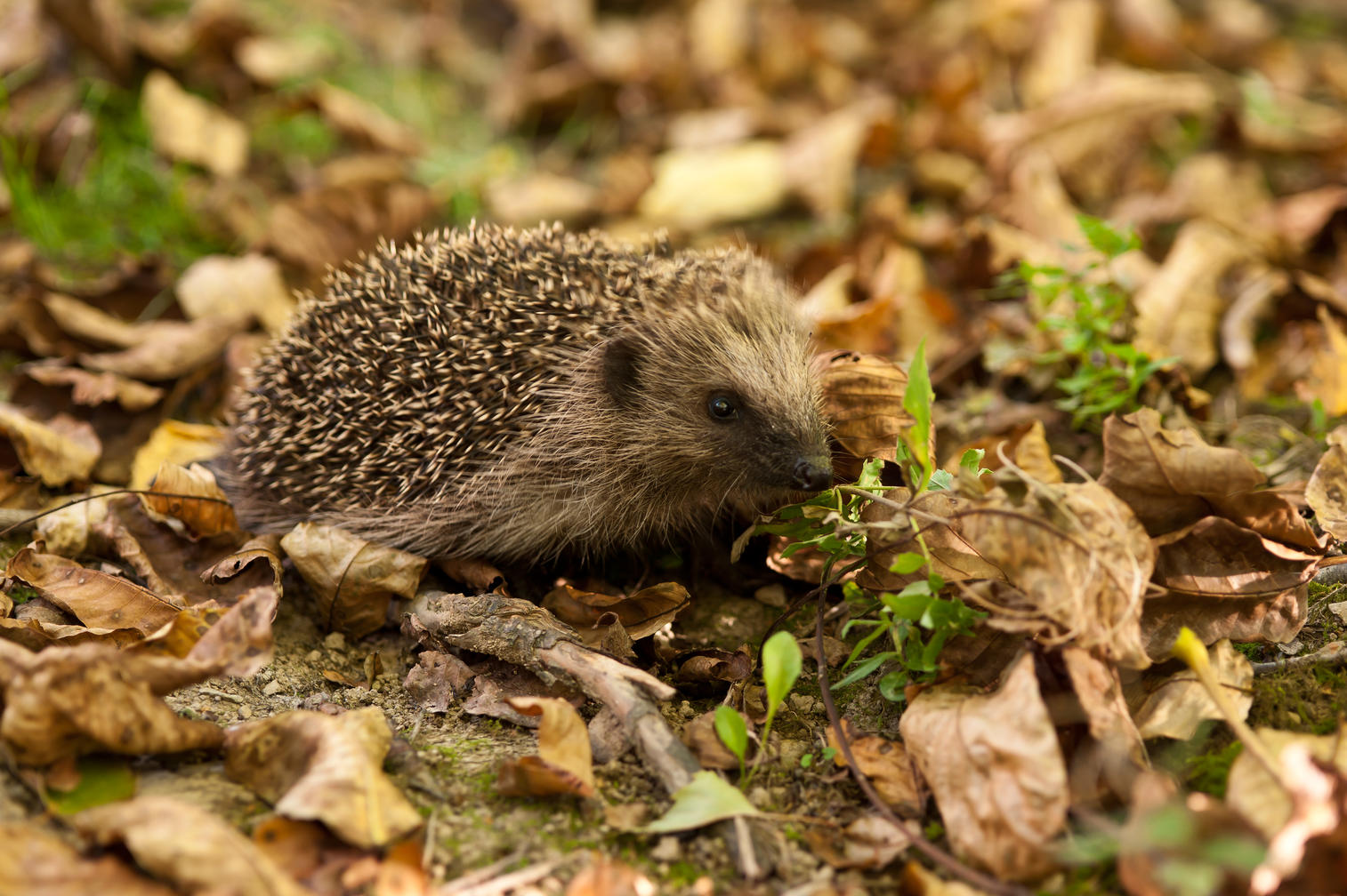 Le hérisson | Natagora