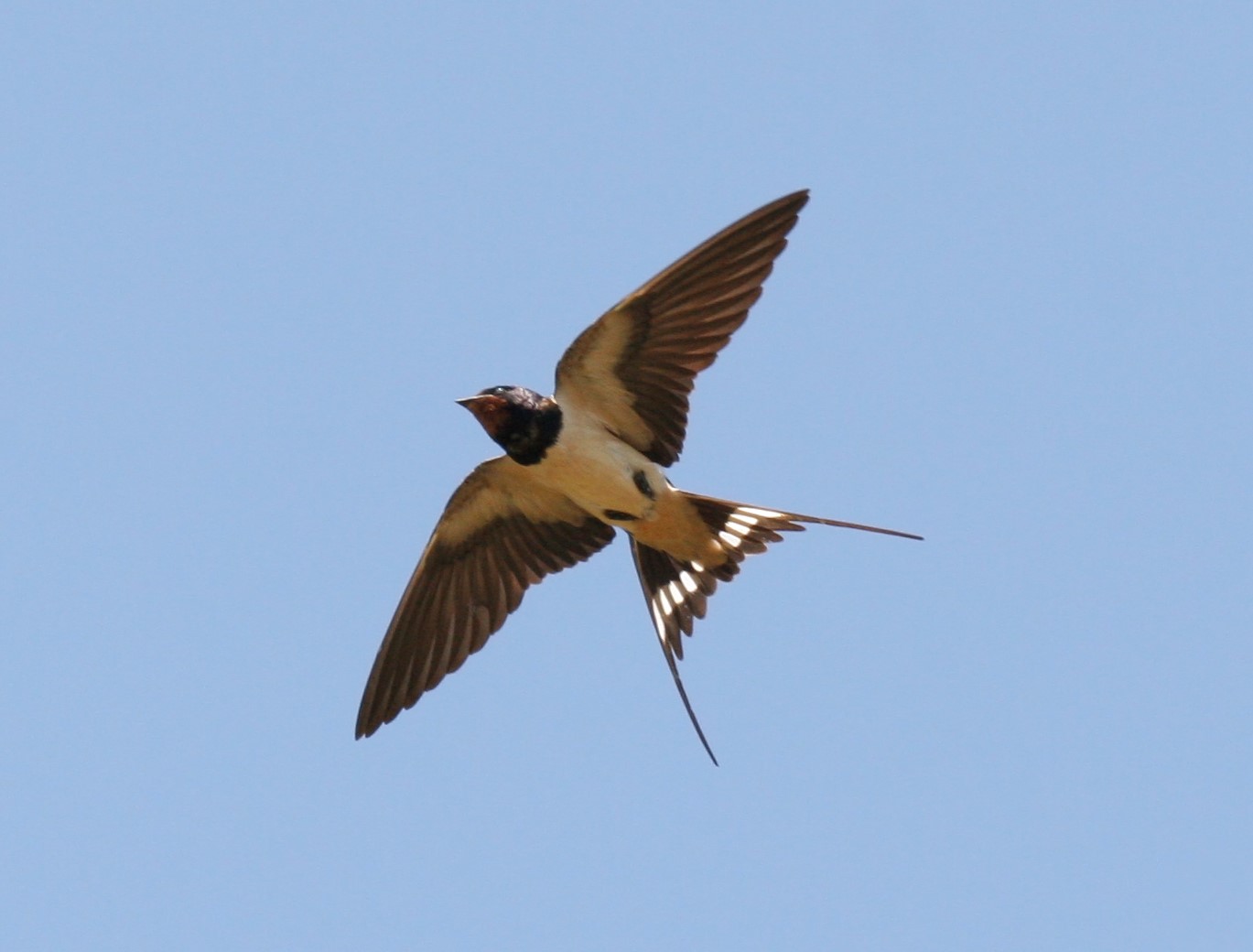 L’hirondelle rustique | Natagora