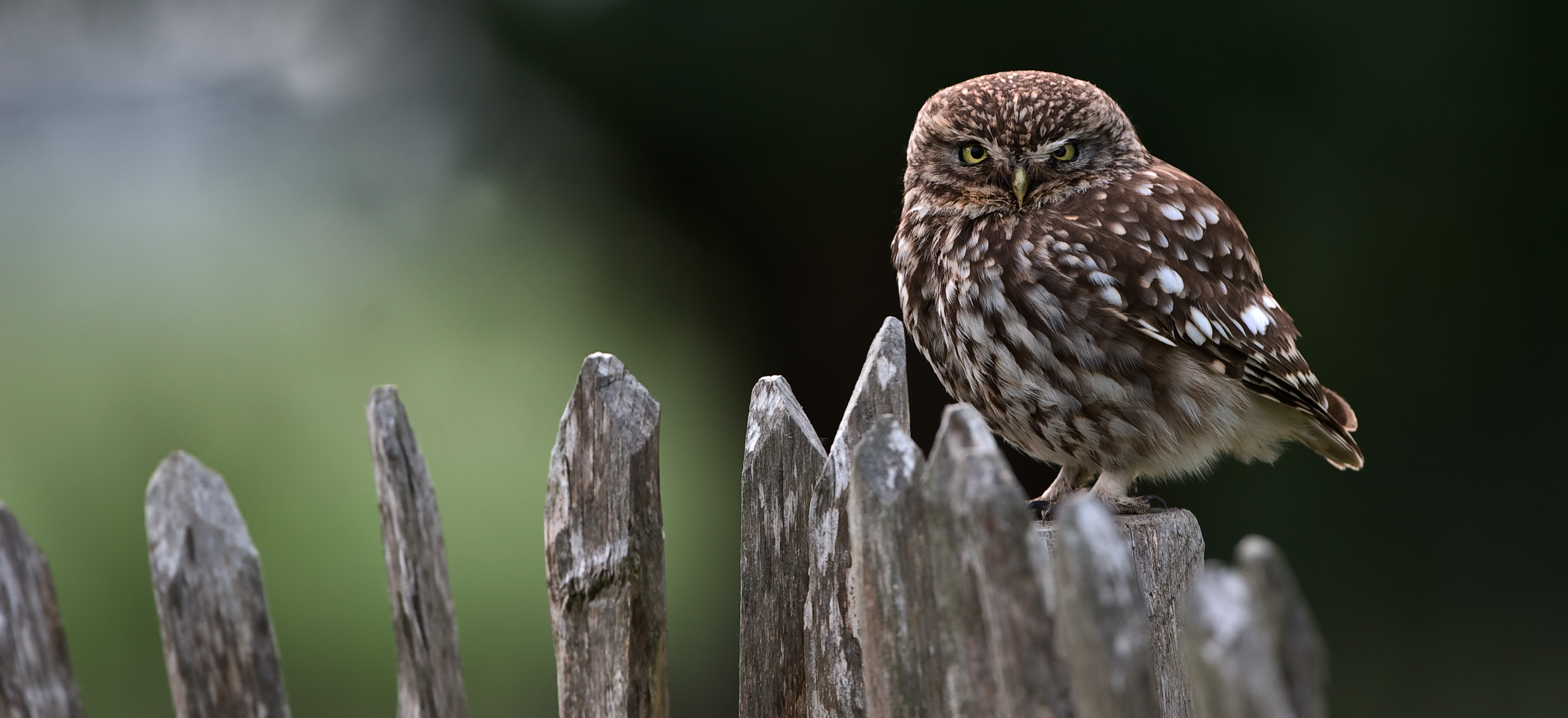 La Nuit des chouettes | Natagora