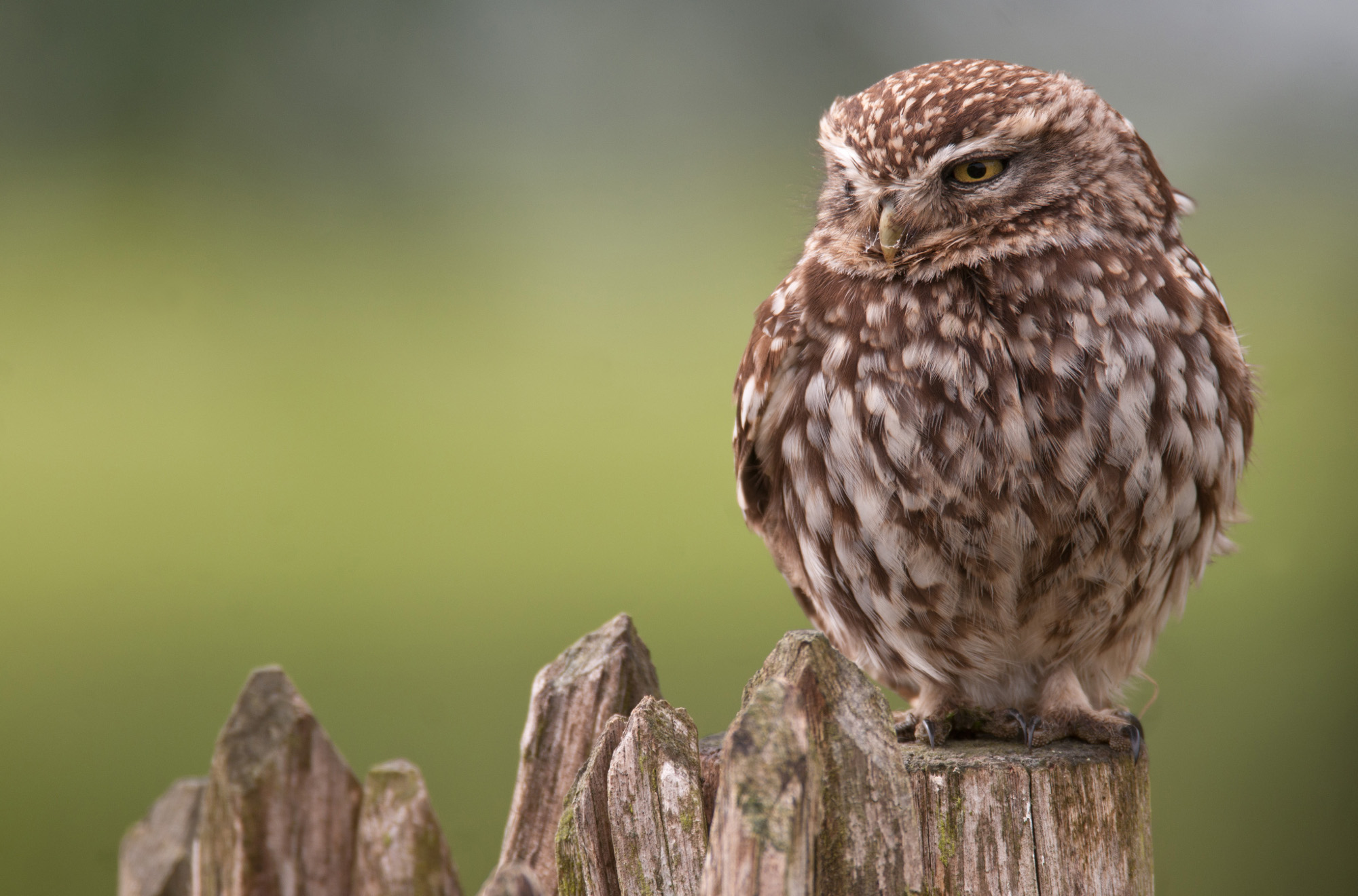 La Nuit des chouettes | Natagora